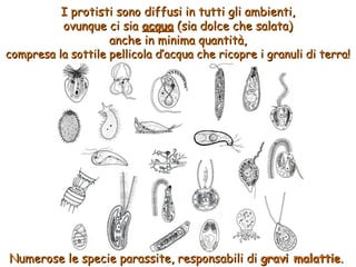 Protisti | PPT