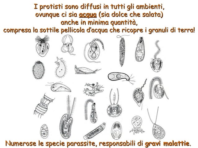Protisti | PPT