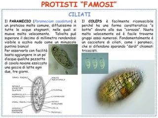 Protisti | PPT