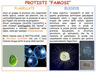 Protisti | PPT