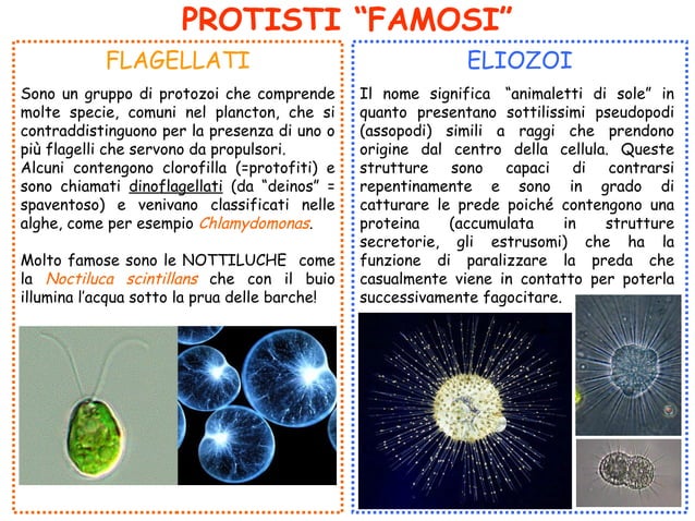 Protisti | PPT