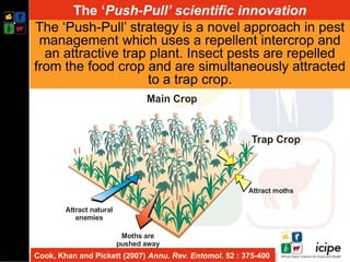ICIPE's Push-pull technology | PDF