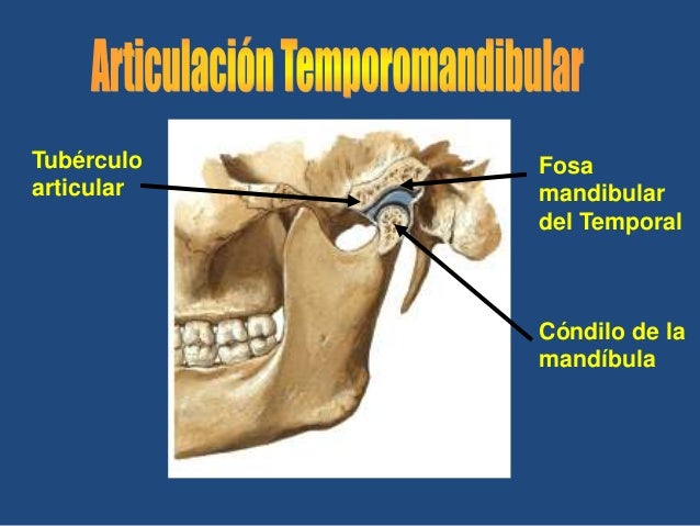 3ra clase craneo y atm