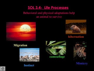 3rd Grade Science May Plan Review | PPT