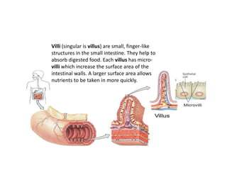 diseases of intestine | PPTX