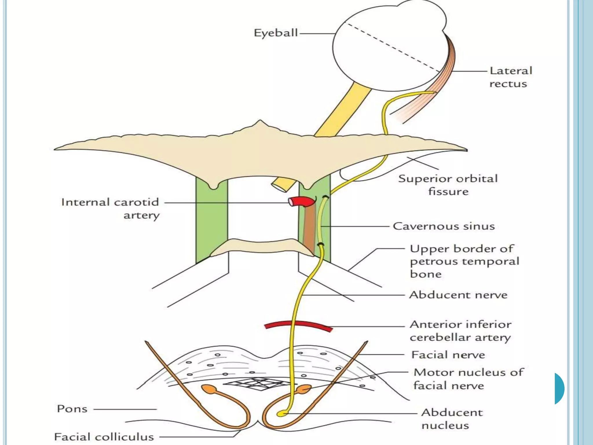 3 rd, 4th 6th cranial nerve | PPTX