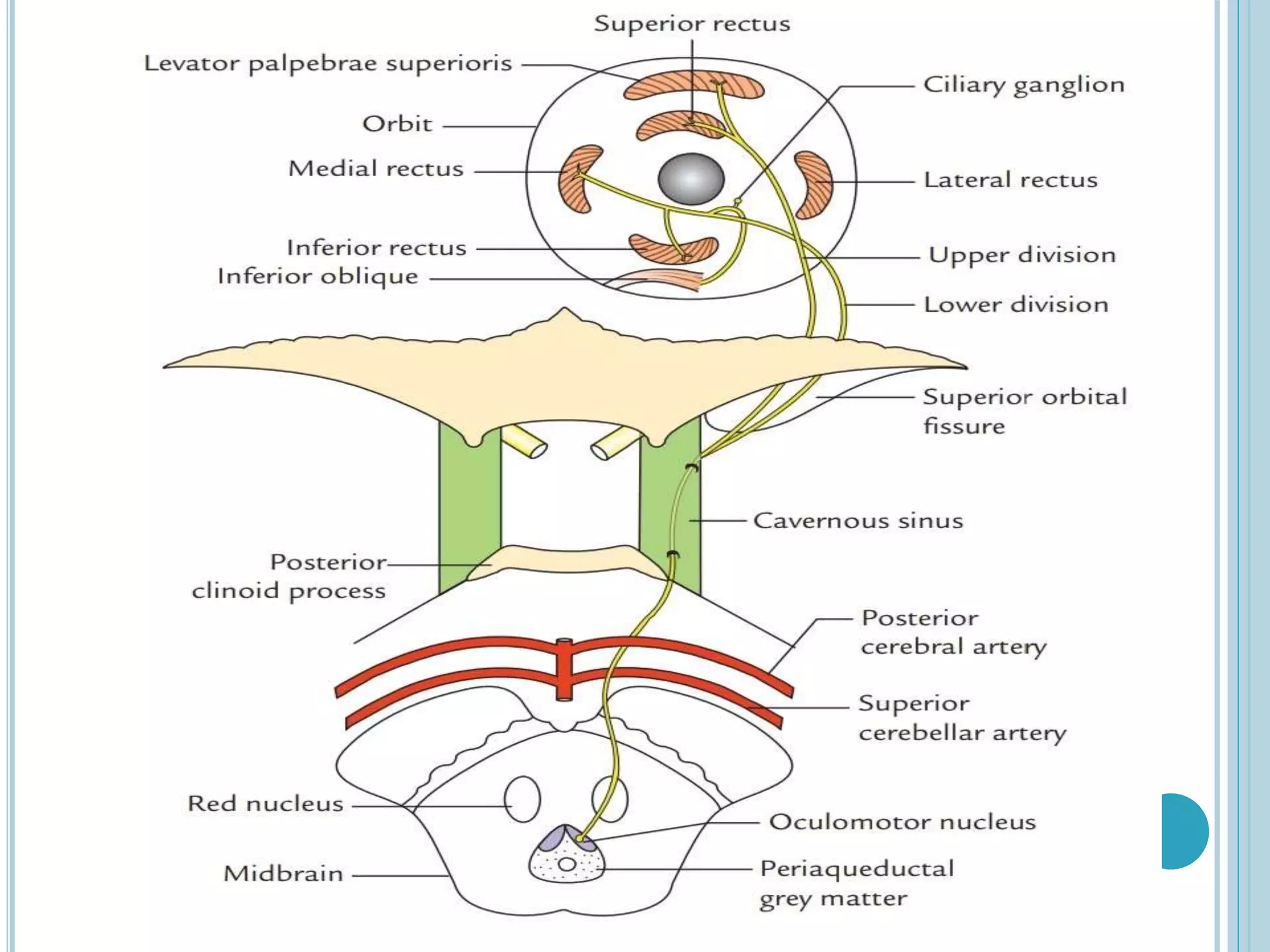 3 rd, 4th 6th cranial nerve | PPTX