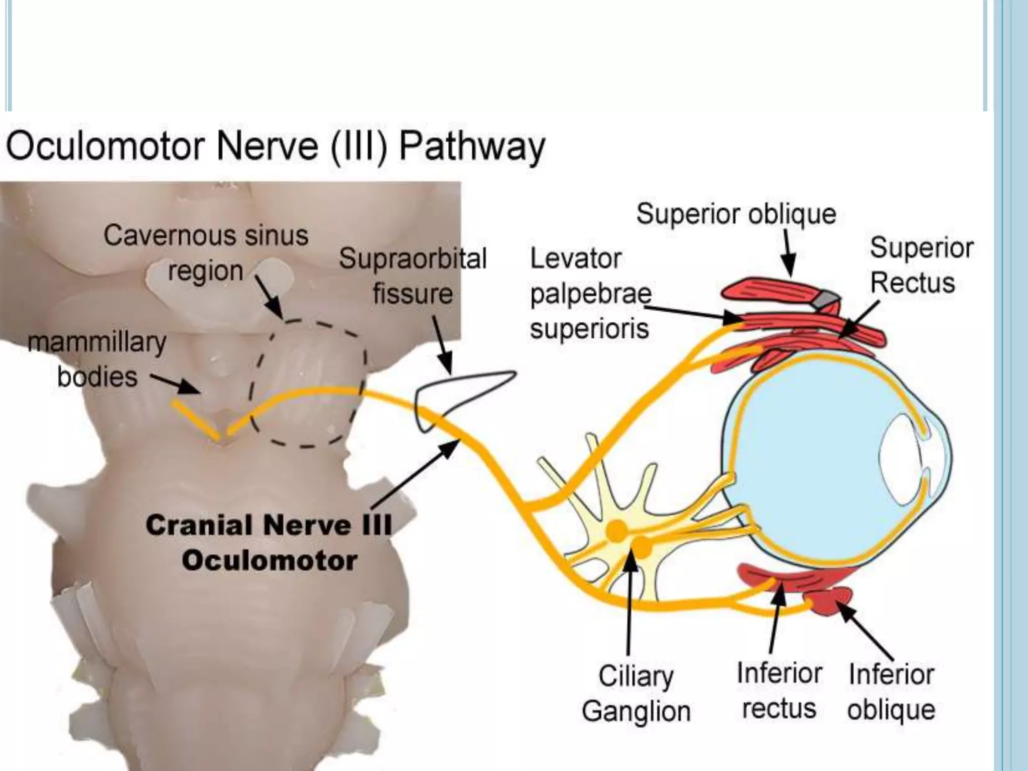 3 rd, 4th 6th cranial nerve | PPTX