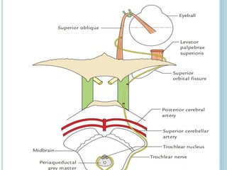 3 rd, 4th 6th cranial nerve | PPTX