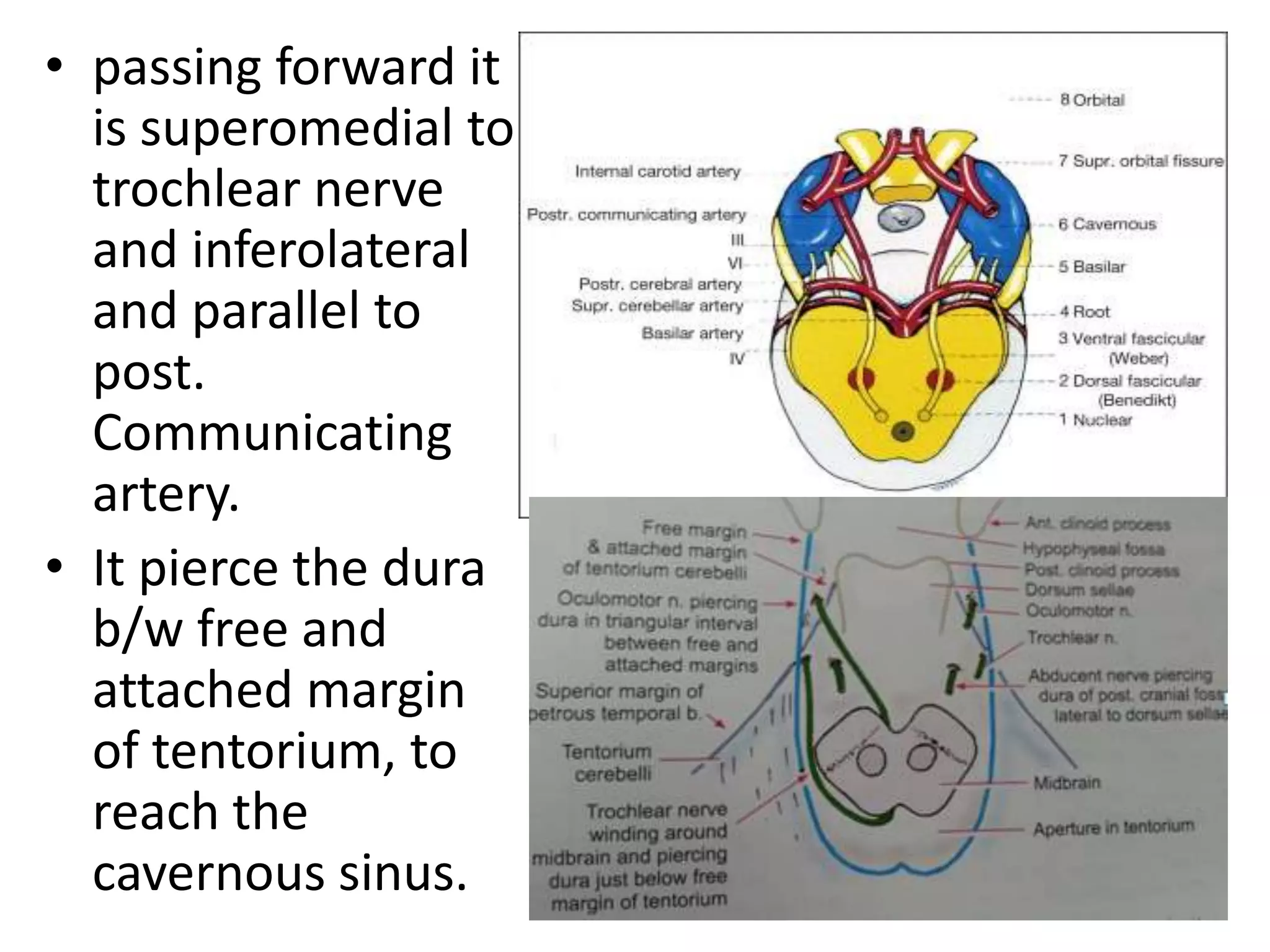 3rd, 4th and 6th cranial nerve | PPTX