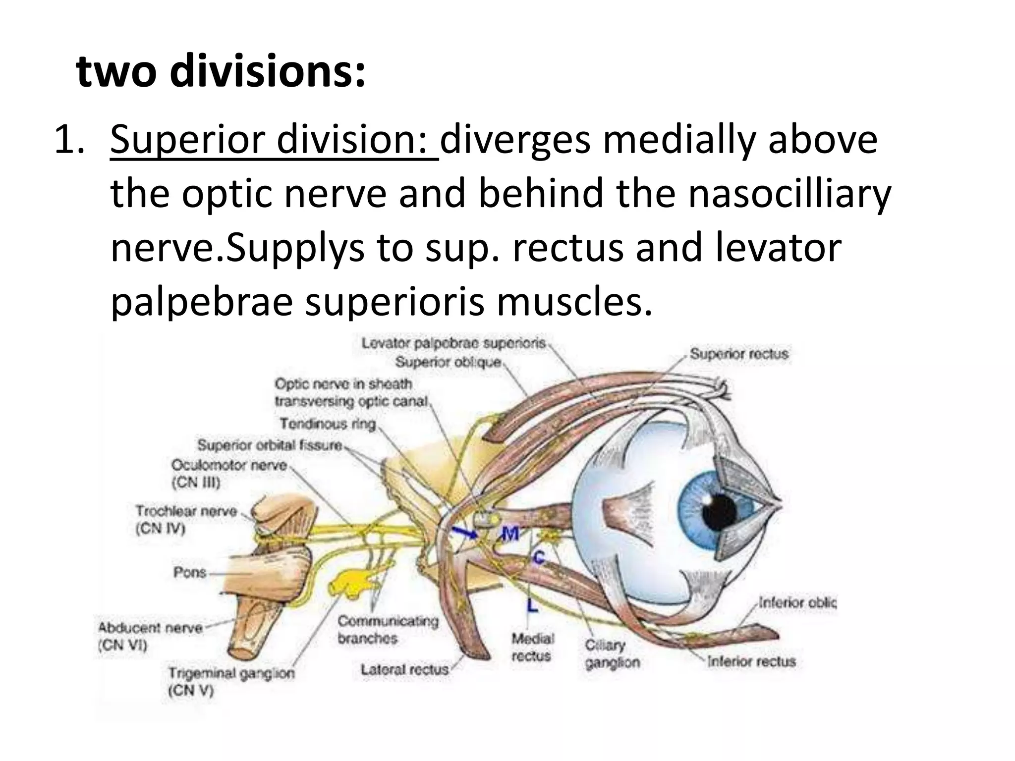 3rd, 4th and 6th cranial nerve | PPTX