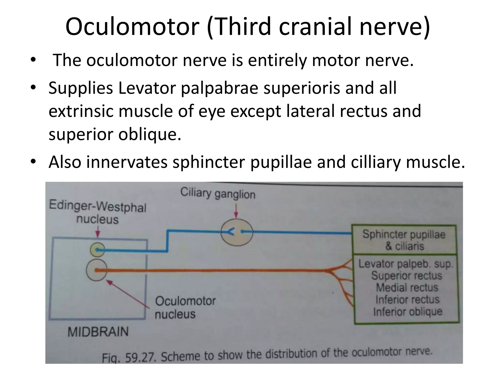 3rd, 4th and 6th cranial nerve | PPTX
