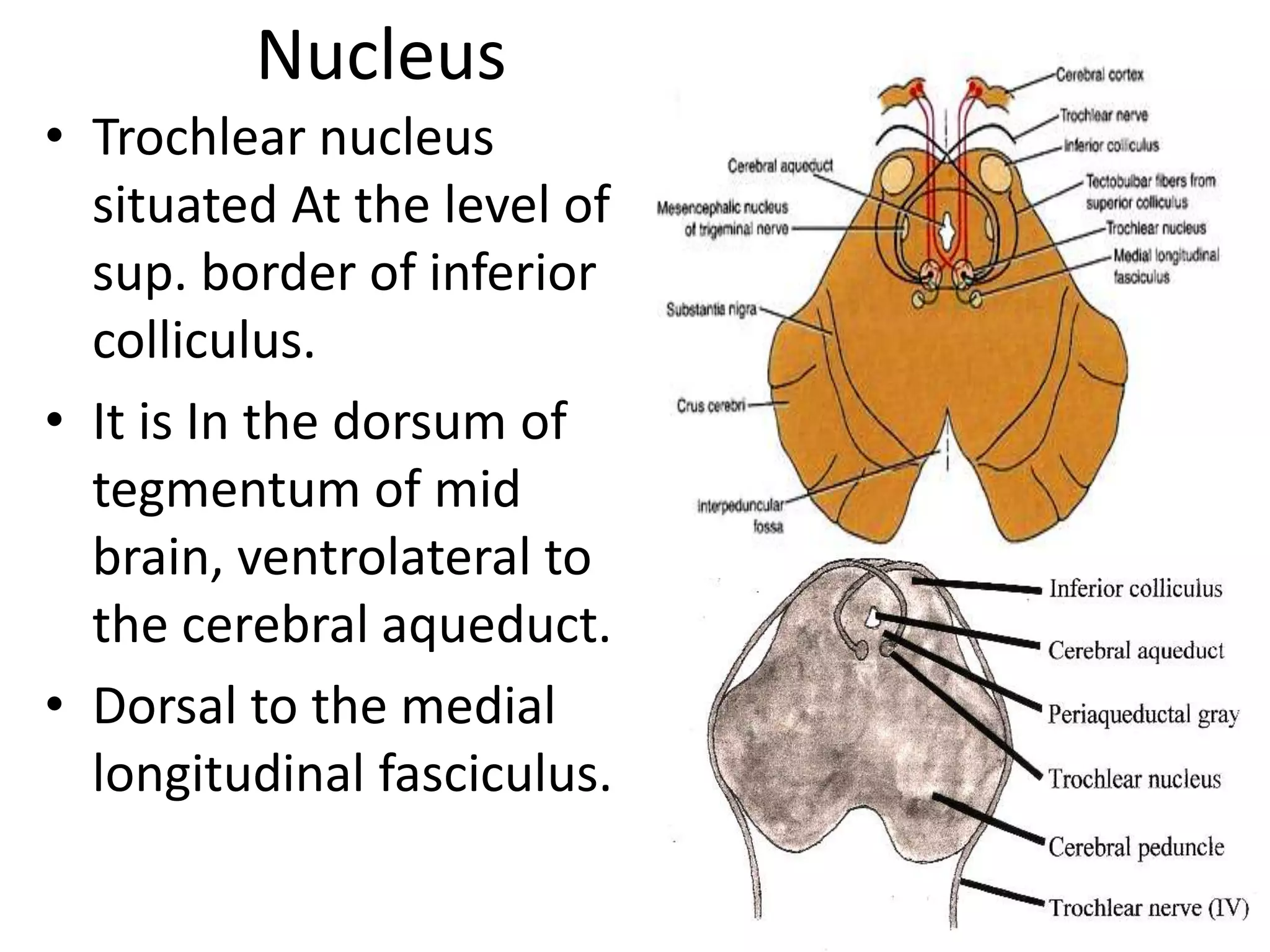 3rd, 4th and 6th cranial nerve | PPTX