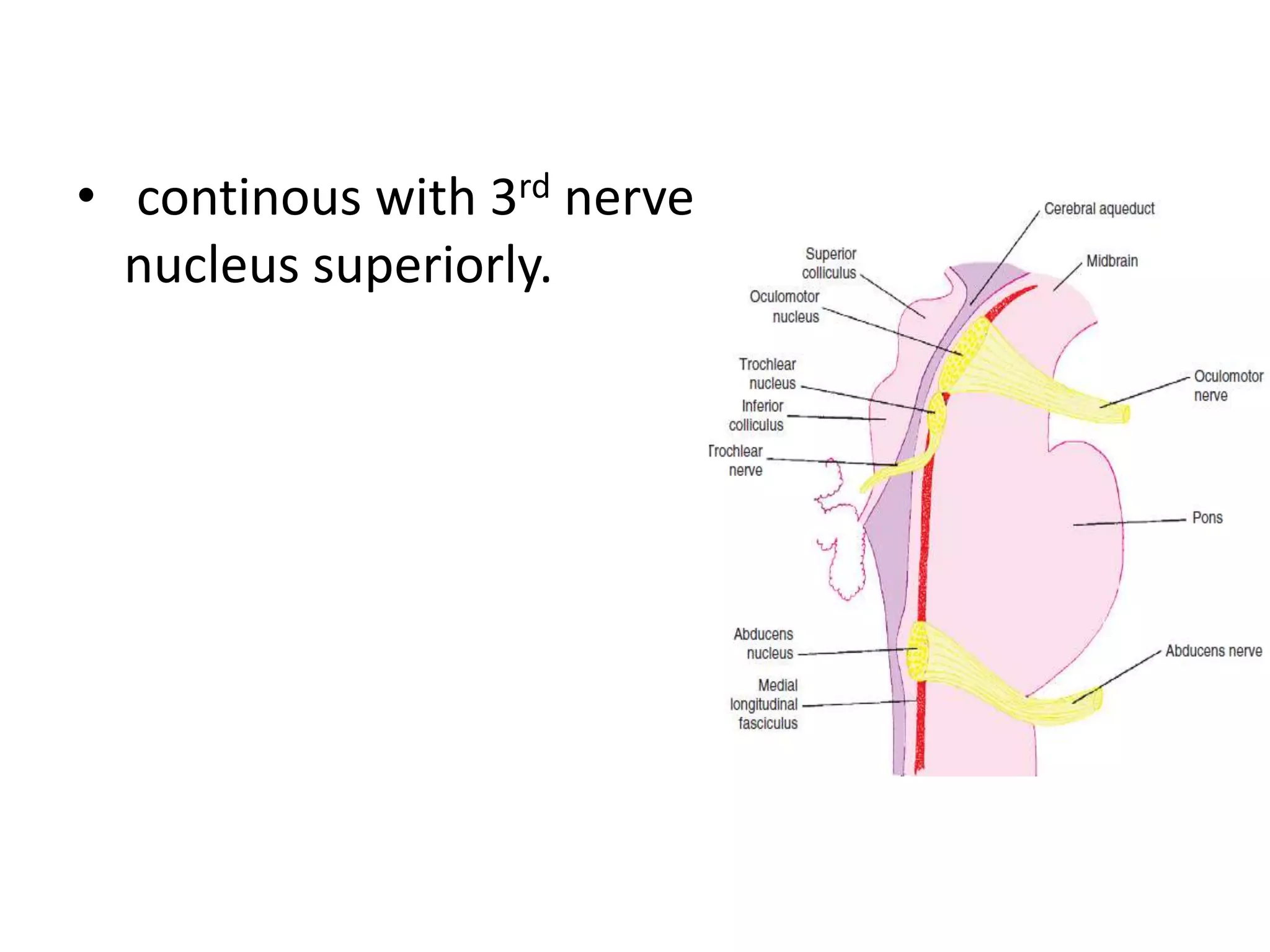 3rd, 4th and 6th cranial nerve | PPTX