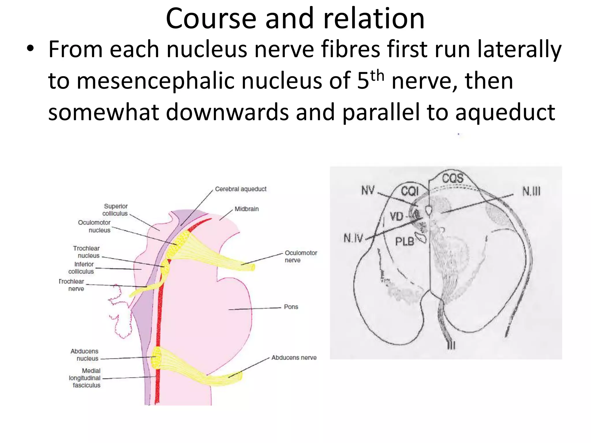 3rd, 4th and 6th cranial nerve | PPTX
