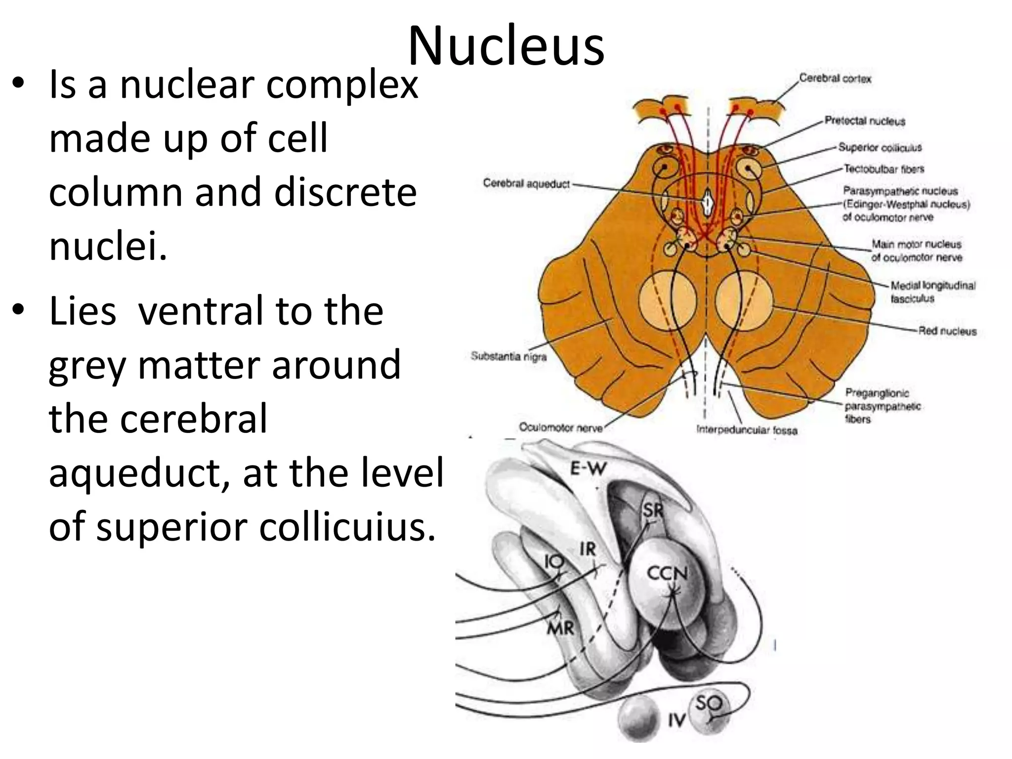 3rd, 4th and 6th cranial nerve | PPTX