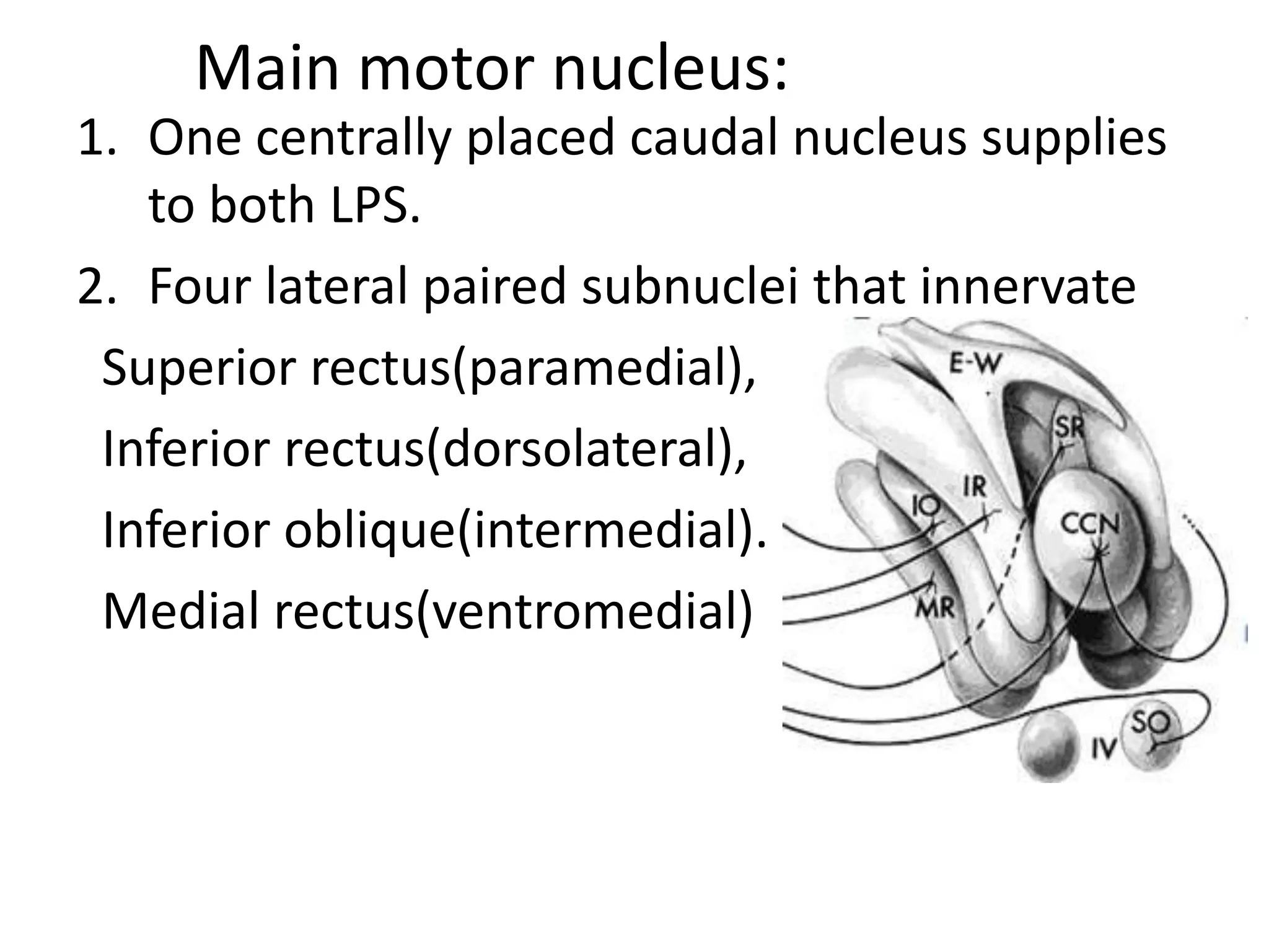 3rd, 4th and 6th cranial nerve | PPTX