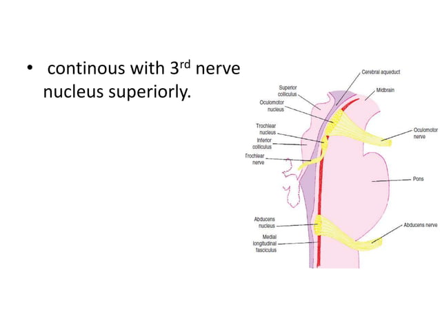 3rd, 4th and 6th cranial nerve | PPTX | Brain and Nervous System ...