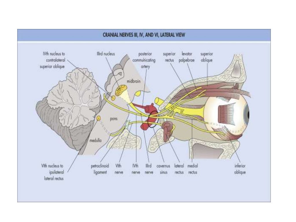 3rd, 4th and 6th cranial nerve