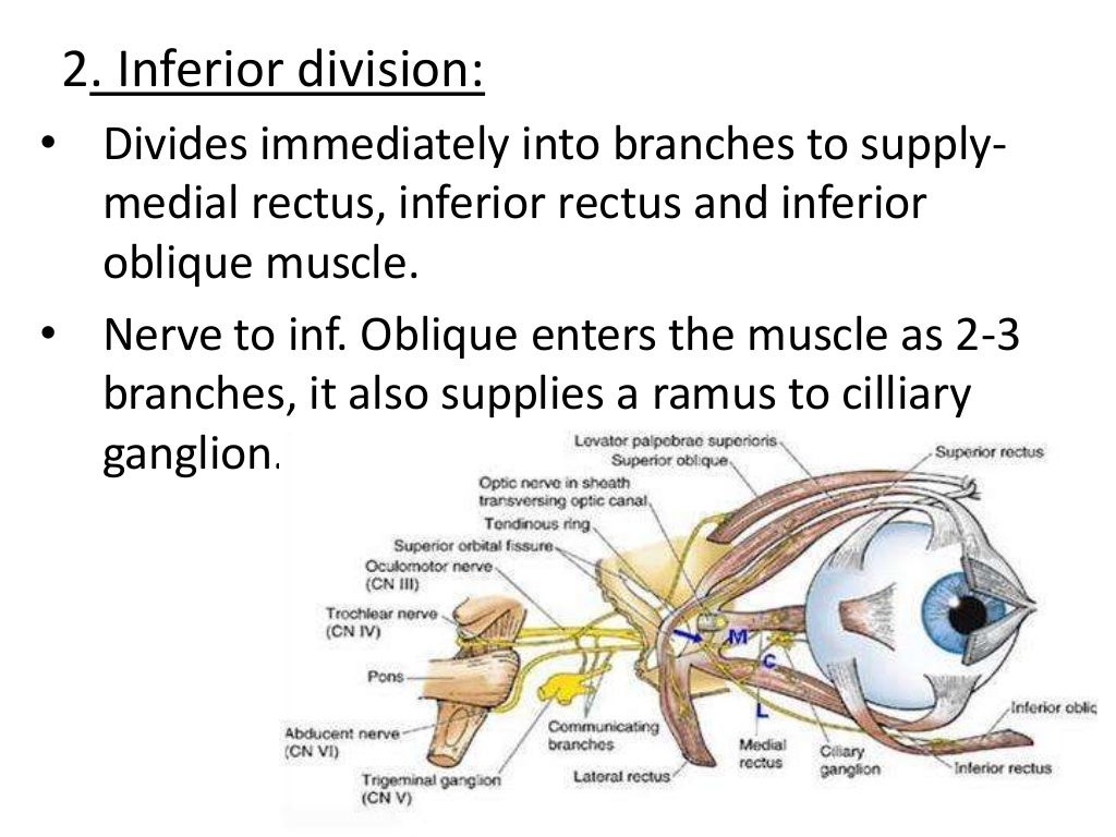 3rd, 4th and 6th cranial nerve