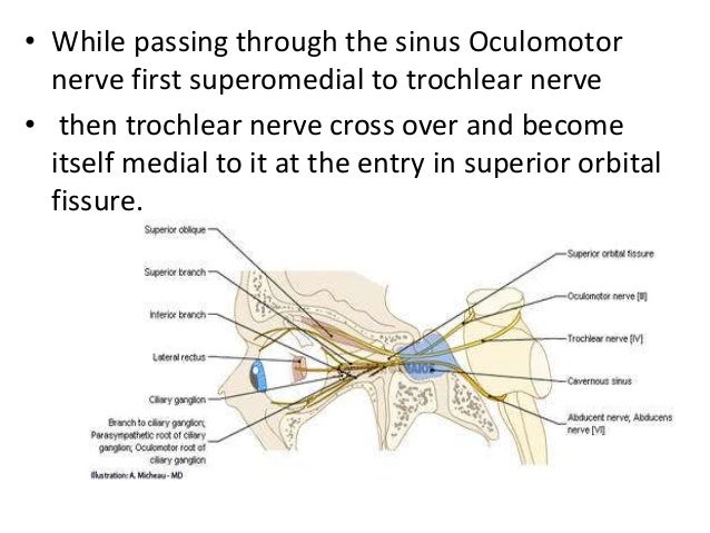 3rd, 4th and 6th cranial nerve