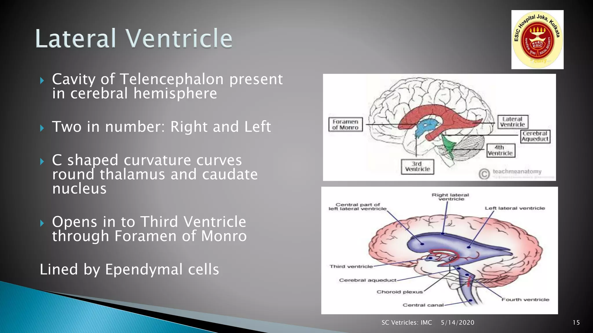 3rd and lateral ventricles pdf | PDF