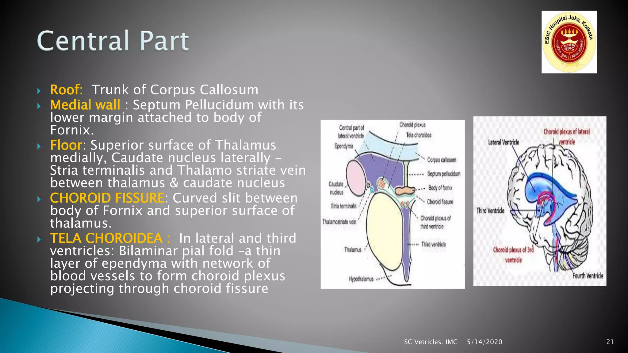 3rd and lateral ventricles pdf | PDF