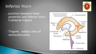 3rd and lateral ventricles pdf | PDF