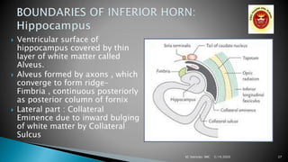 3rd and lateral ventricles pdf | PDF