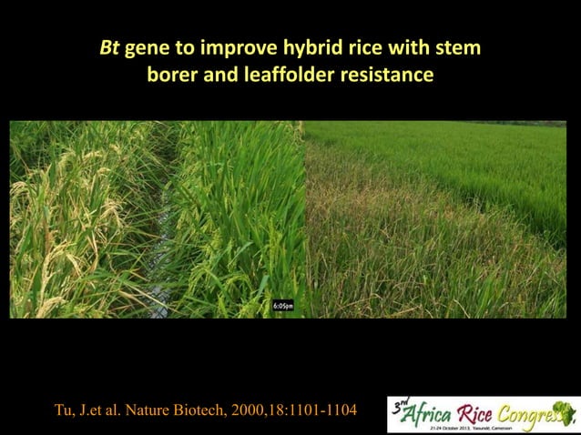 Th1_Gene Pyramiding to Improve Green Super Rice by Molecular Marker ...