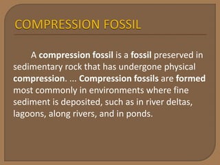 BIODIVERSITY:EVOLUTION | PDF