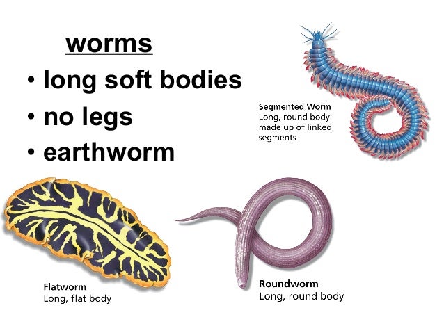 3rdgrade ch-2lesson1howareanimalsgrouped-110907181124-phpapp01