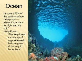 Ocean Ecosystem For 3rd Graders