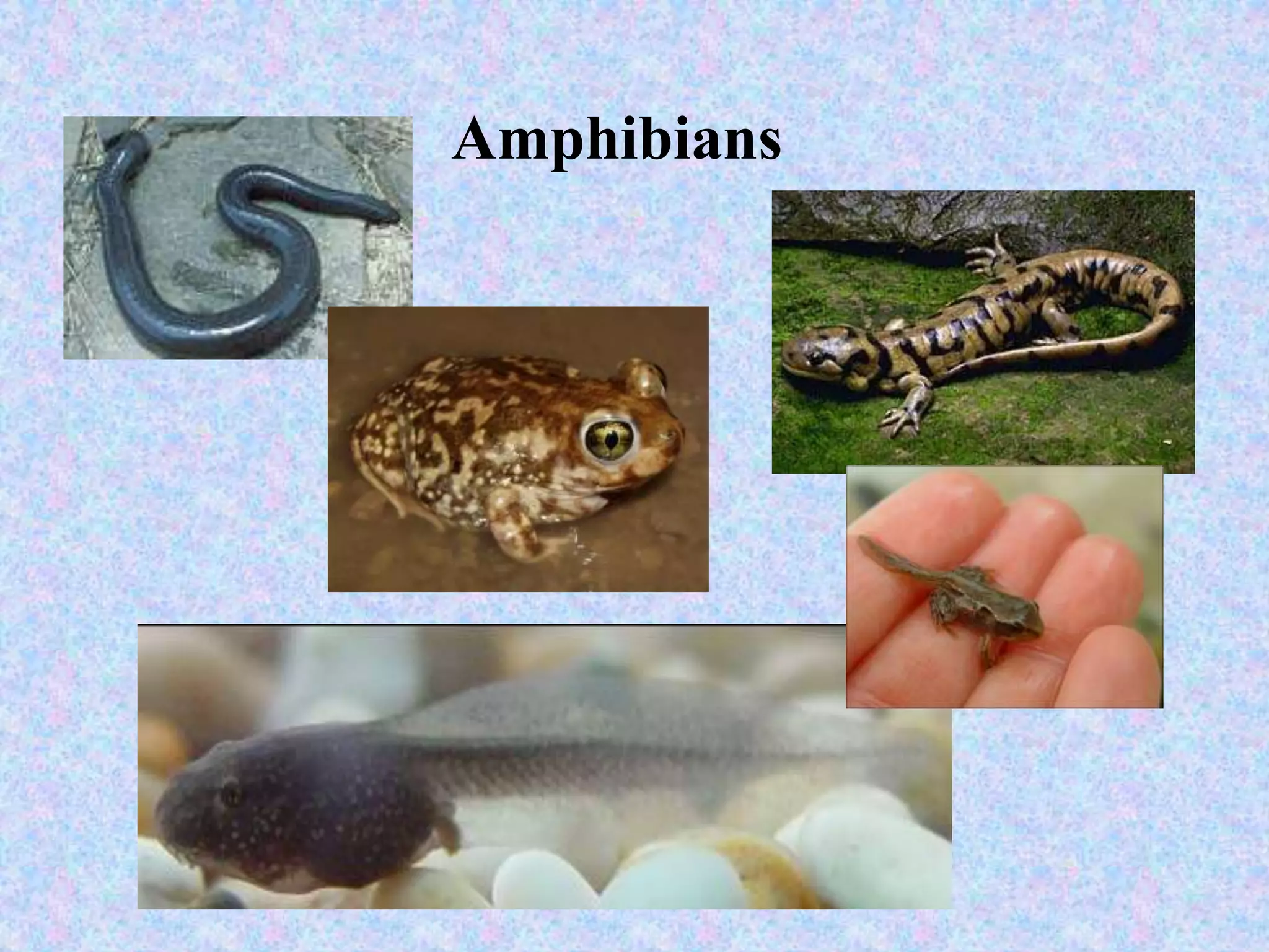 3rdGradeReptilesandAmphibians.ppt