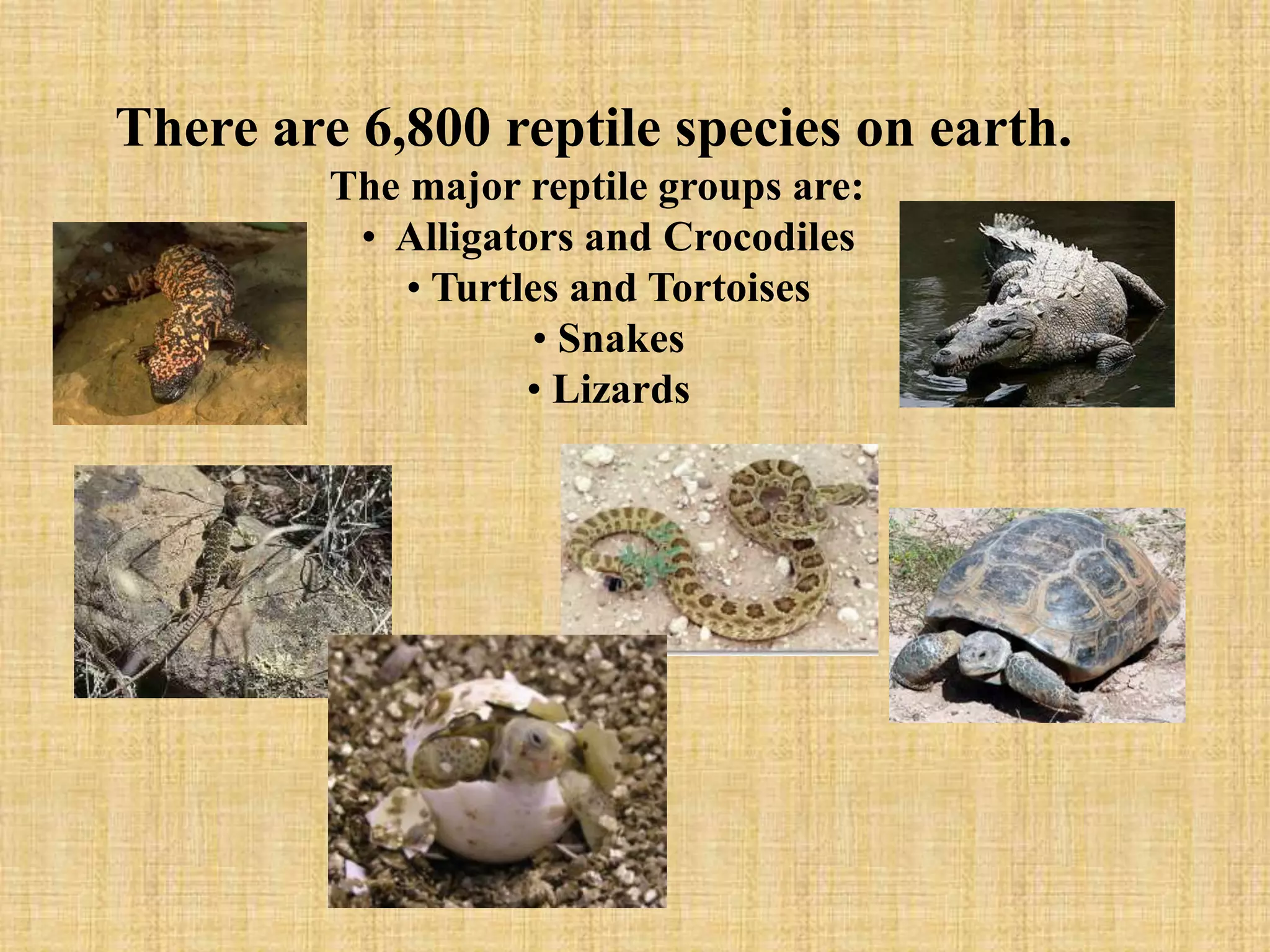 3rdGradeReptilesandAmphibians.ppt