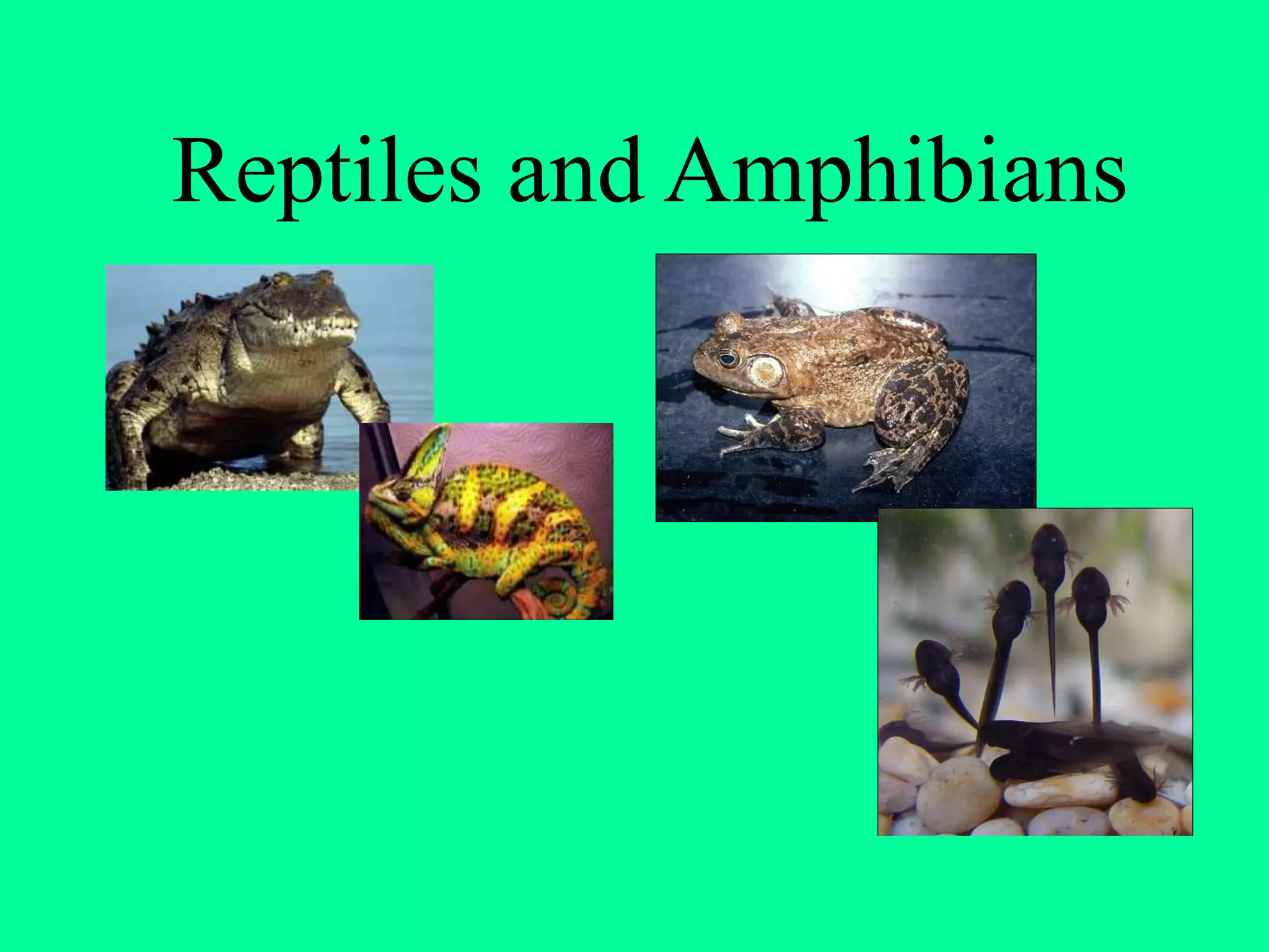 3rdGradeReptilesandAmphibians.ppt