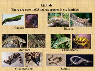 3rdGradeReptilesandAmphibians.ppt