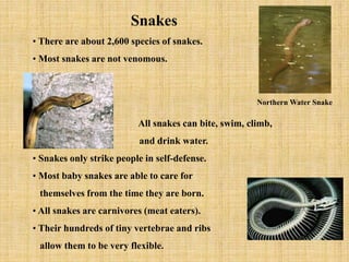 3rdGradeReptilesandAmphibians.ppt