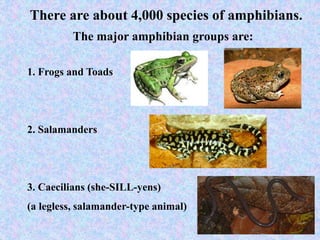 3rdGradeReptilesandAmphibians.ppt