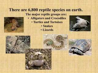 3rdGradeReptilesandAmphibians.ppt