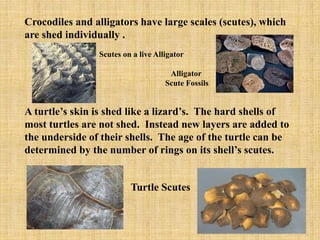 3rdGradeReptilesandAmphibians.ppt