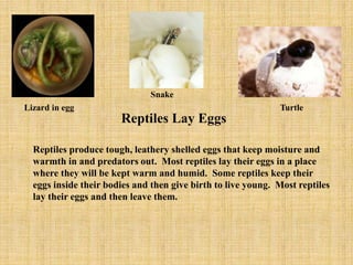3rdGradeReptilesandAmphibians.ppt
