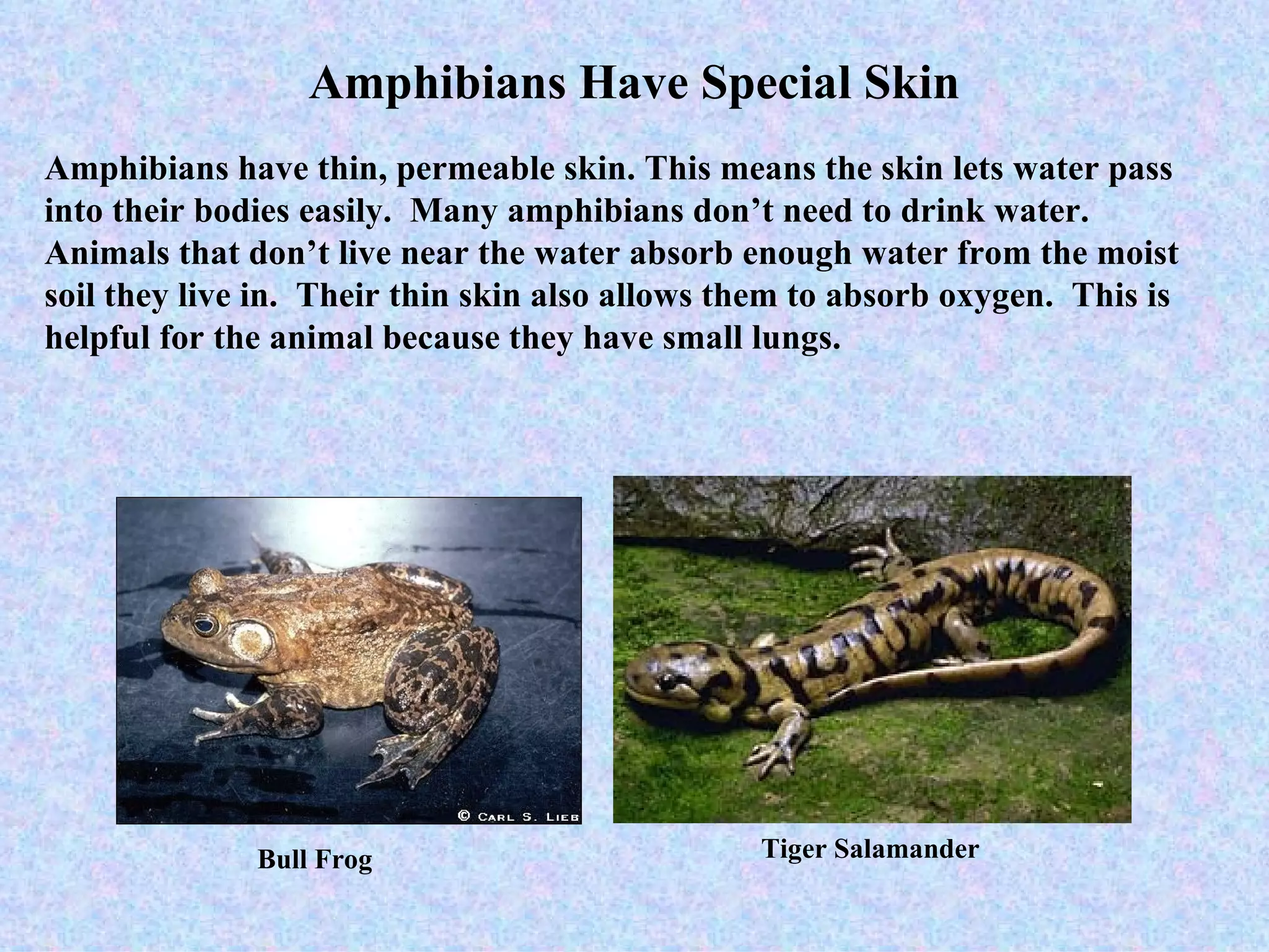 3rd Grade Reptilesand Amphibians.Hiawatha Teamppt | PPT