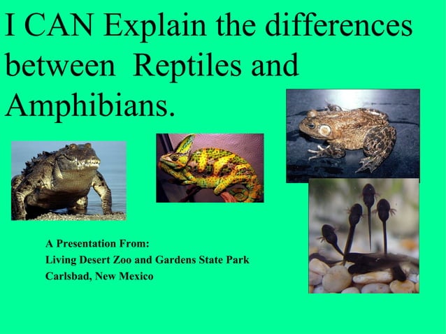3rd Grade Reptilesand Amphibians.Hiawatha Teamppt | PPT
