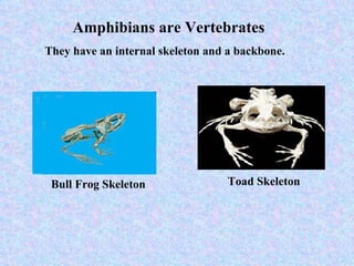 3rd Grade Reptilesand Amphibians.Hiawatha Teamppt | PPT