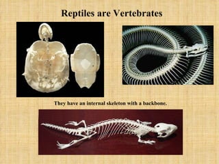 3rd Grade Reptilesand Amphibians.Hiawatha Teamppt | PPT