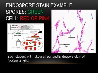 Bacillus Megaterium Spore Stain