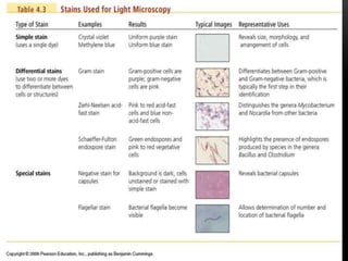 Spore Stain Procedure