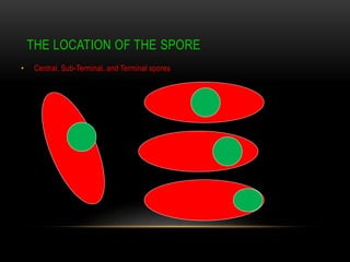 3rd lab spore stain | PPTX