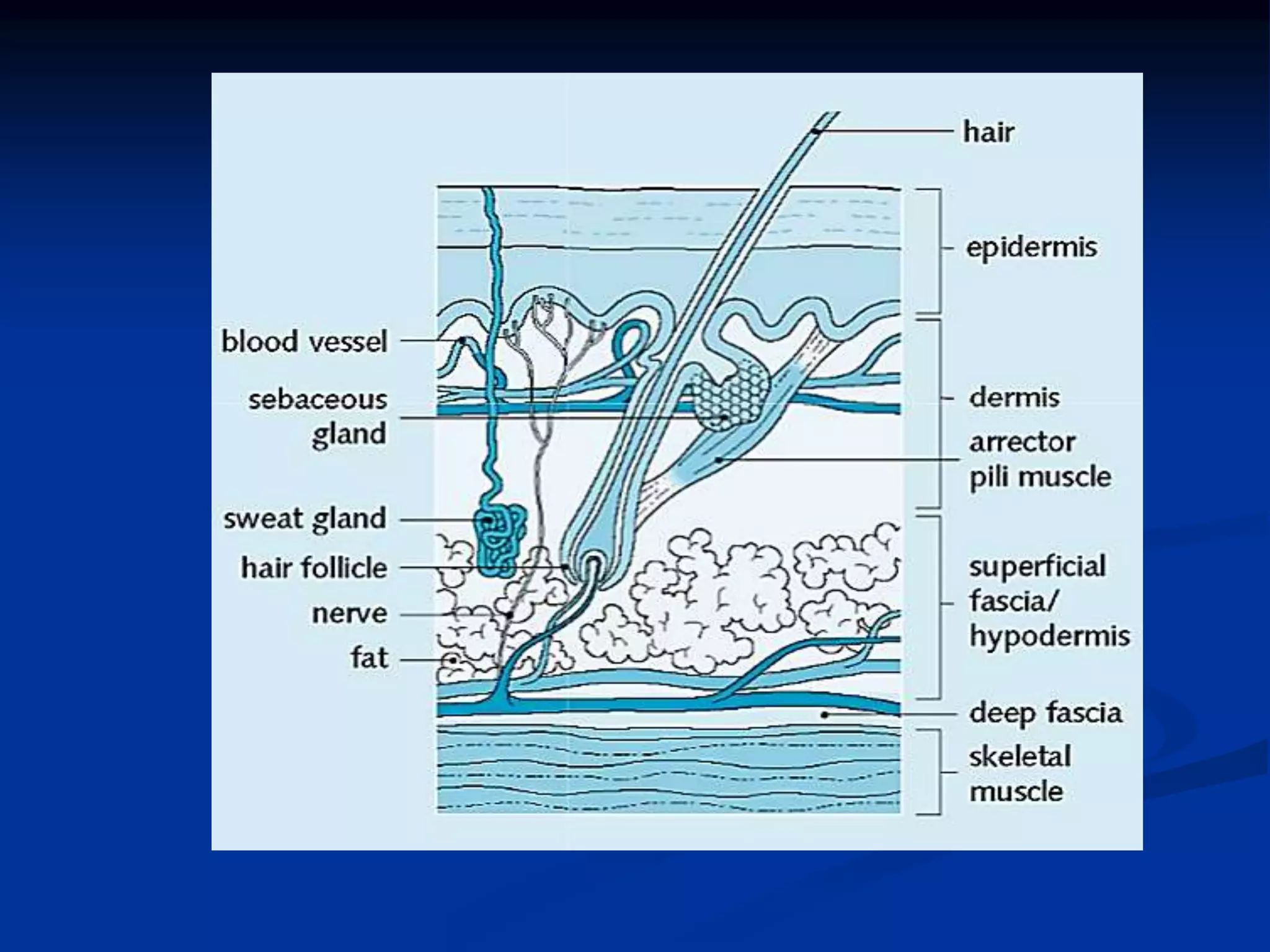 skin,fascia,vessels,lymphatics,nervous system,Dr.sabreen mahmoud | PPT